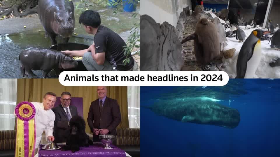 These animals made headlines in 2024 | Reuters