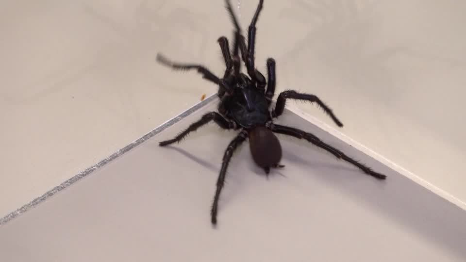 Australian scientists find bigger species of deadly funnel web spider ...