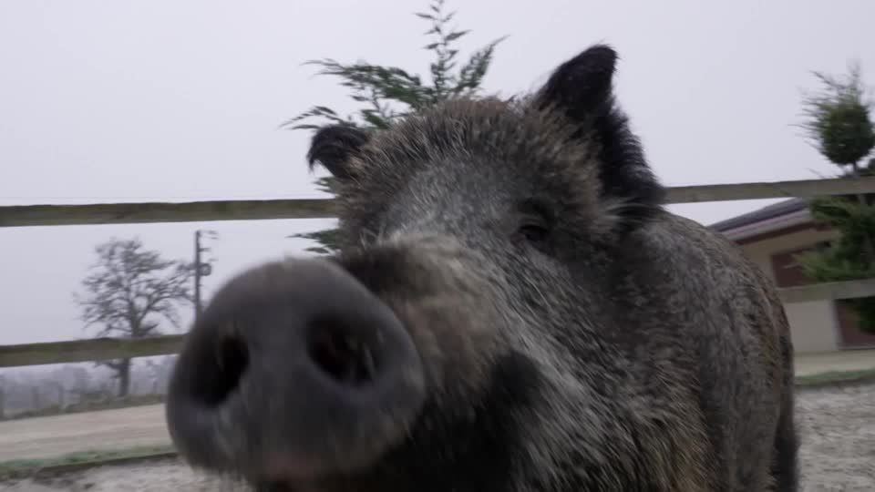 Meet Rillette, the wild boar caught in a French legal battle