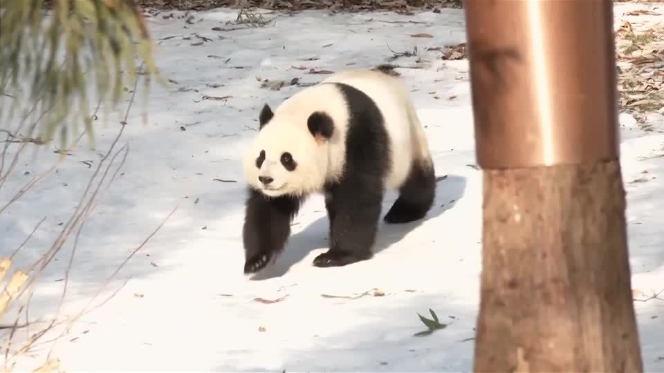 Giant pandas make public debut at zoo in Washington, D.C. | Reuters