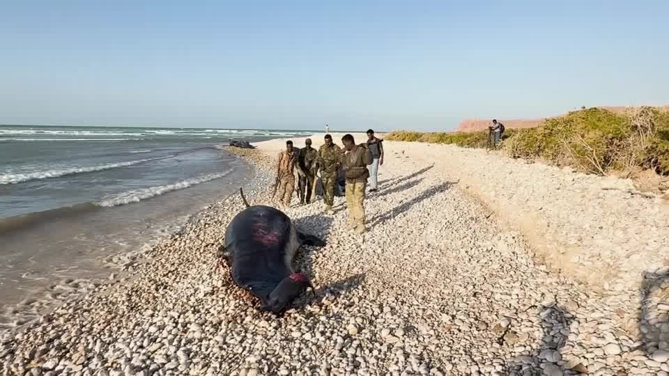 Investigation ongoing behind deaths of over 100 dolphins in Somalia ...