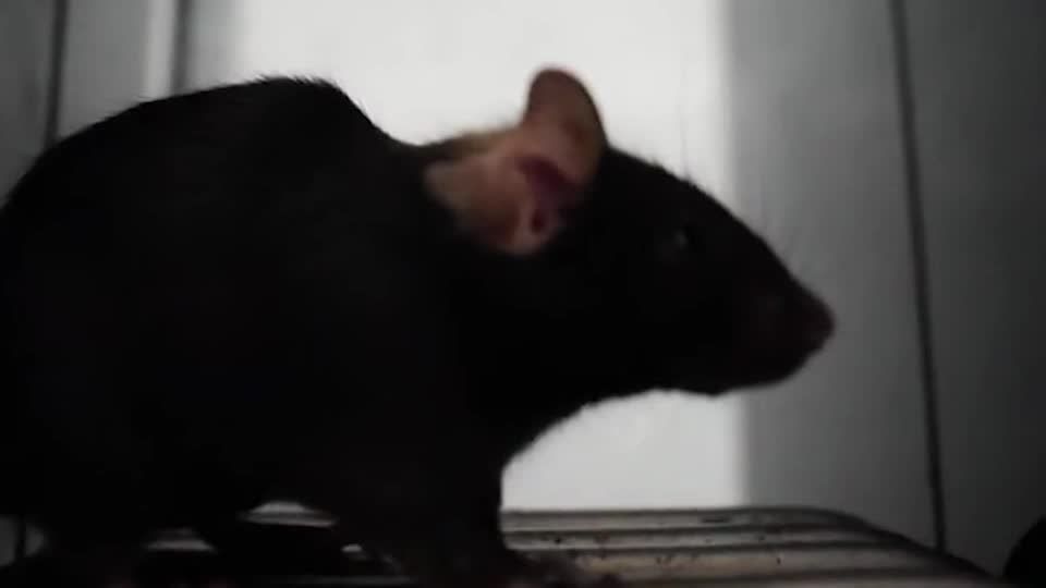 Could these jumping mice change how astronauts exercise? | Reuters