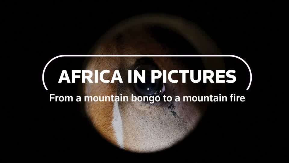 Africa in Pictures: from a mountain bongo to a mountain fire | Reuters