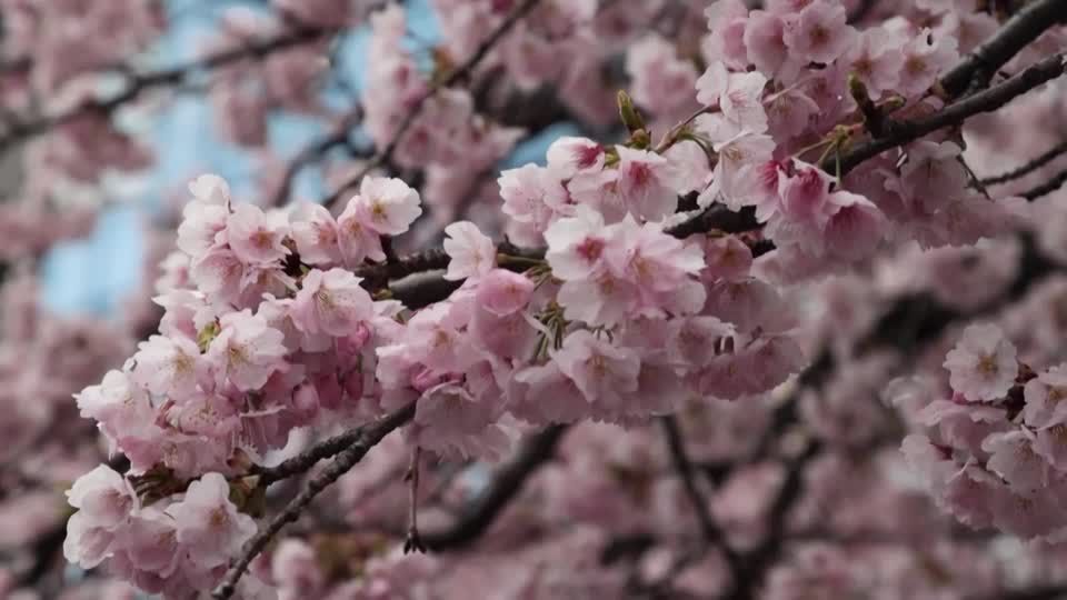 Early sakura bloom delights tourists in Tokyo | Reuters