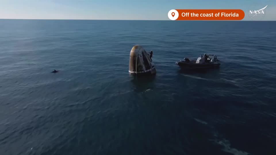 Dolphins swim around SpaceX capsule after splashdown | Reuters