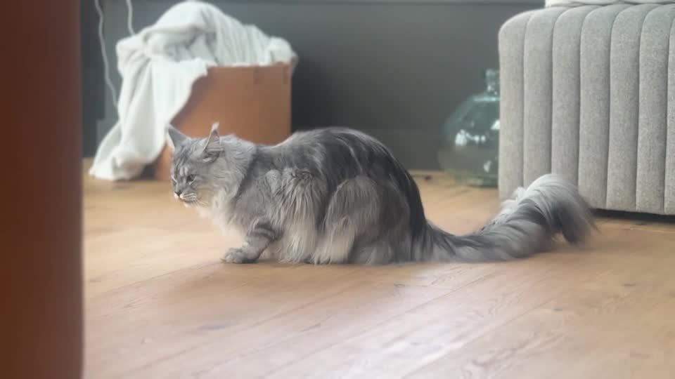 This feline has the world record for domestic cat with the longest tail ...