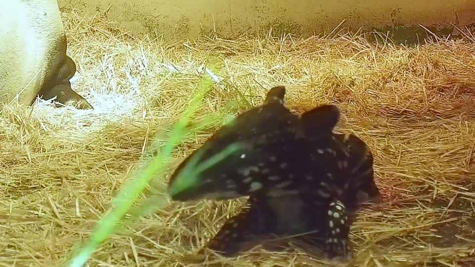 Rare endangered Malayan tapir cub born in Spanish zoo | Reuters