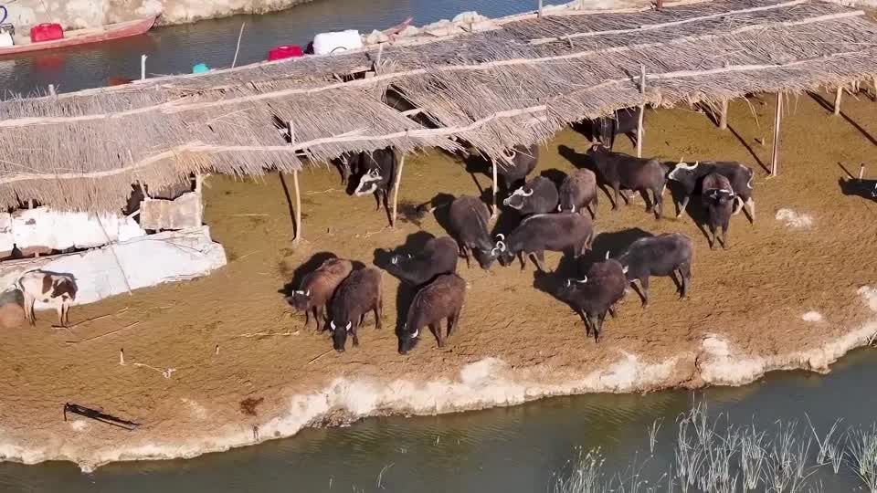 Droughts in Iraq endanger buffalo, and farmers' livelihoods | Reuters