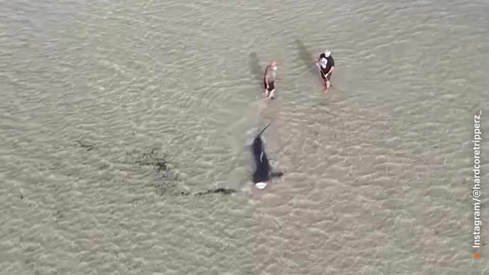 Australian father-son duo help rescue stuck great white shark | Reuters