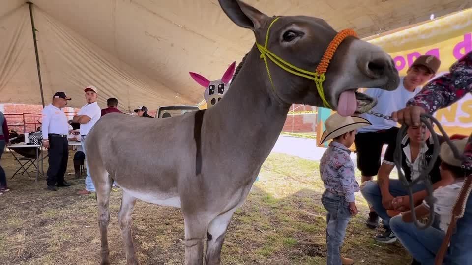 Mexican town's donkey festival celebrates the hardworking animal | Reuters