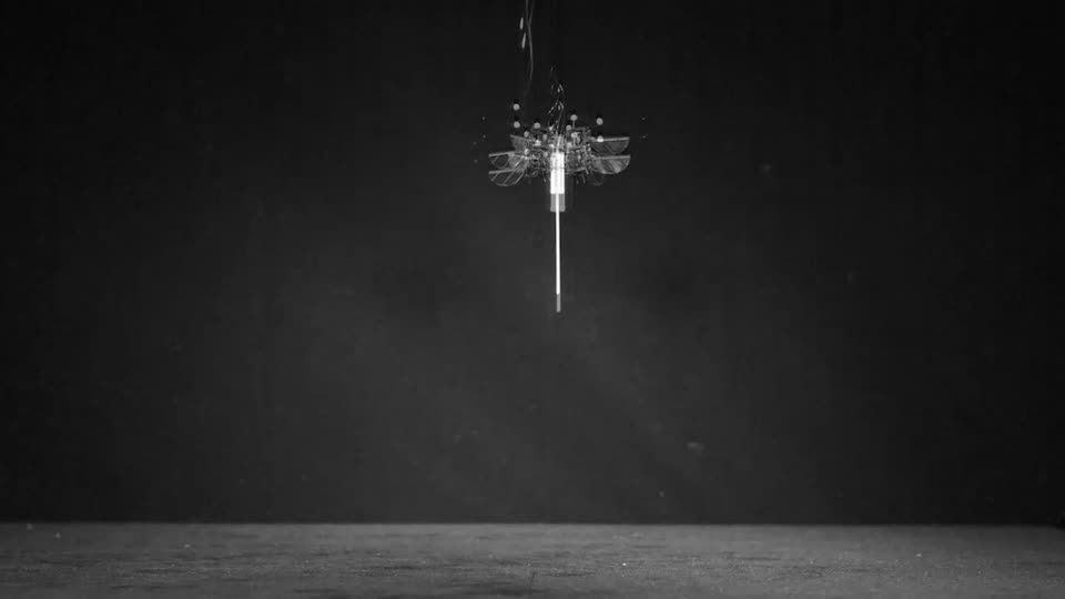Hopping gives this insect-sized robot a leg up, its creators say | Reuters