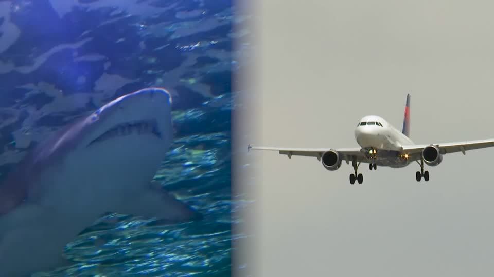 How a 'shark skin' coating helps aircrafts reduce emissions | Reuters