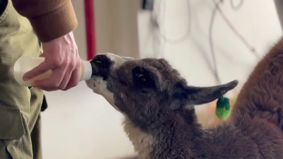 Orphaned baby llama finds new home at Chilean police station | Reuters