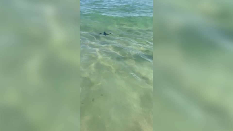 Penguin spotted swimming with beachgoers in Rio de Janeiro | Reuters