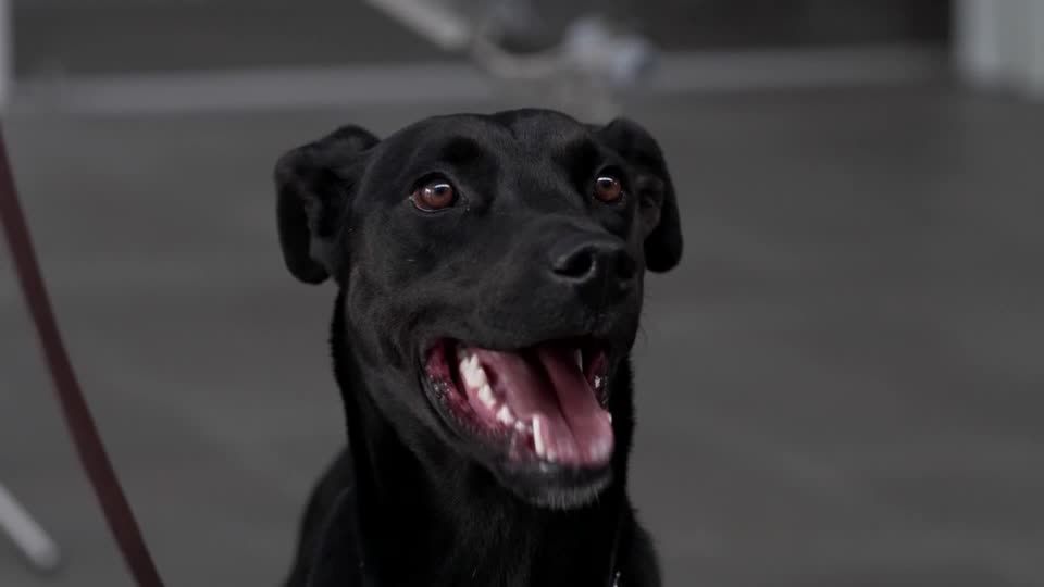 The dogs training to sniff out flesh-eating screwworm in Mexico | Reuters
