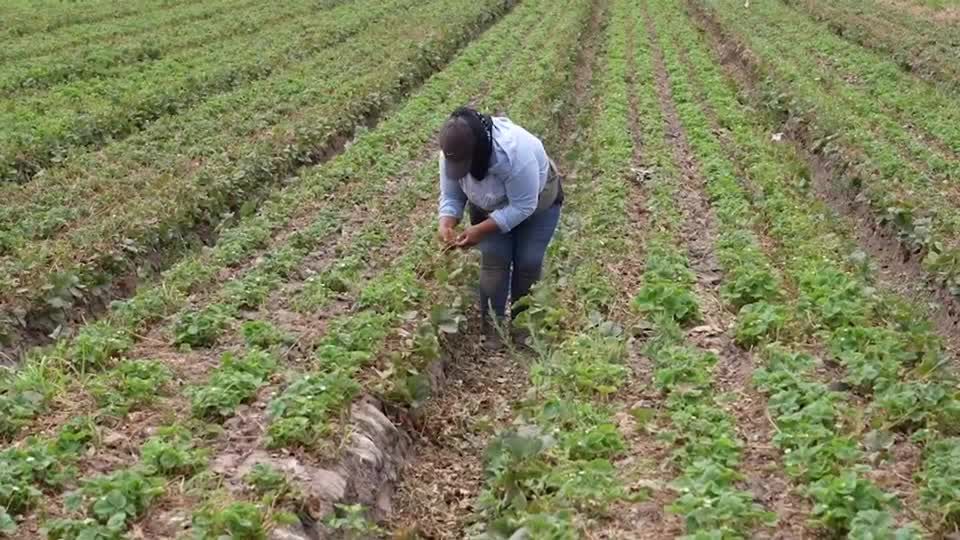 In California strawberry fields, immigration raids sow fear | Reuters