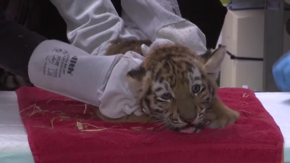 Four tiger cub siblings vaccinated at Germany's Magdeburg Zoo | Reuters