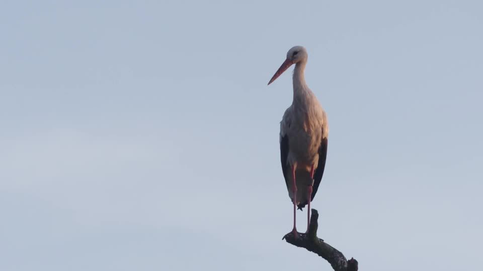Denmark sees highest number of white stork nestlings in decades | Reuters