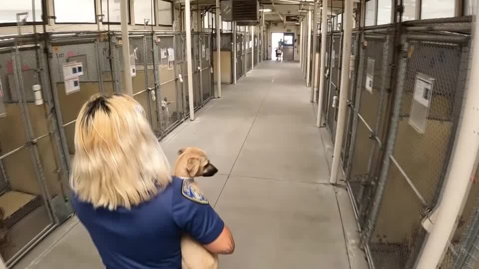 Pets fall victim to Trump's immigration crackdown in LA area | Reuters