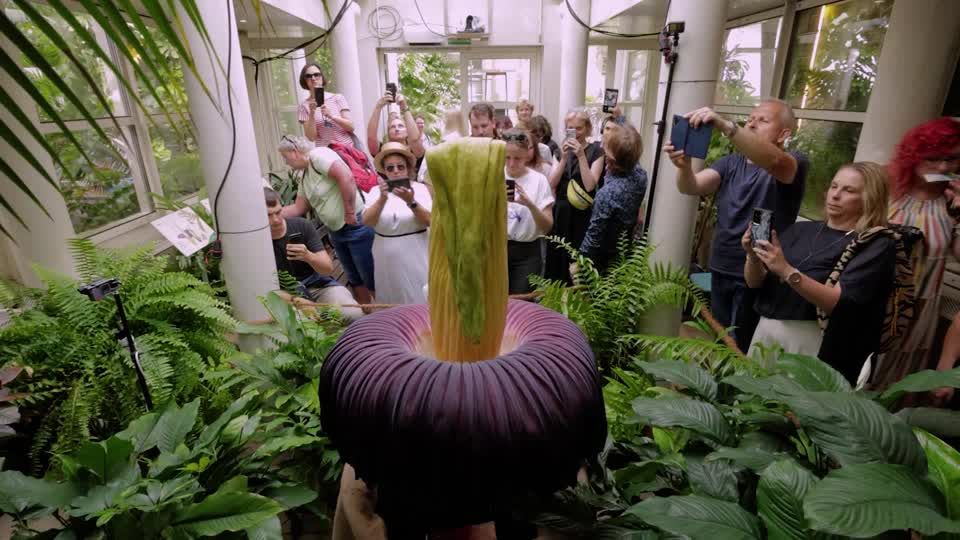 Corpse flower that smells like 'rotting meat' attracts crowds | ロイター