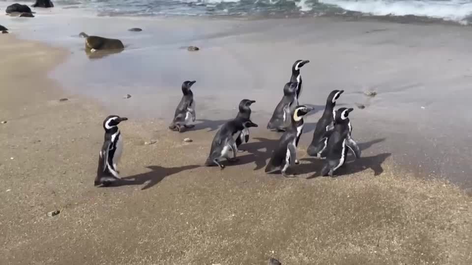 Nine Magellanic penguins released in Chile after rehabilitation | Reuters