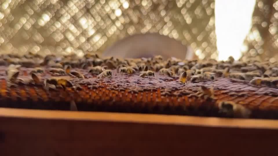 مناحل البصرة الشهيرة تعاني بسبب أزمة المياه في العراق | Reuters