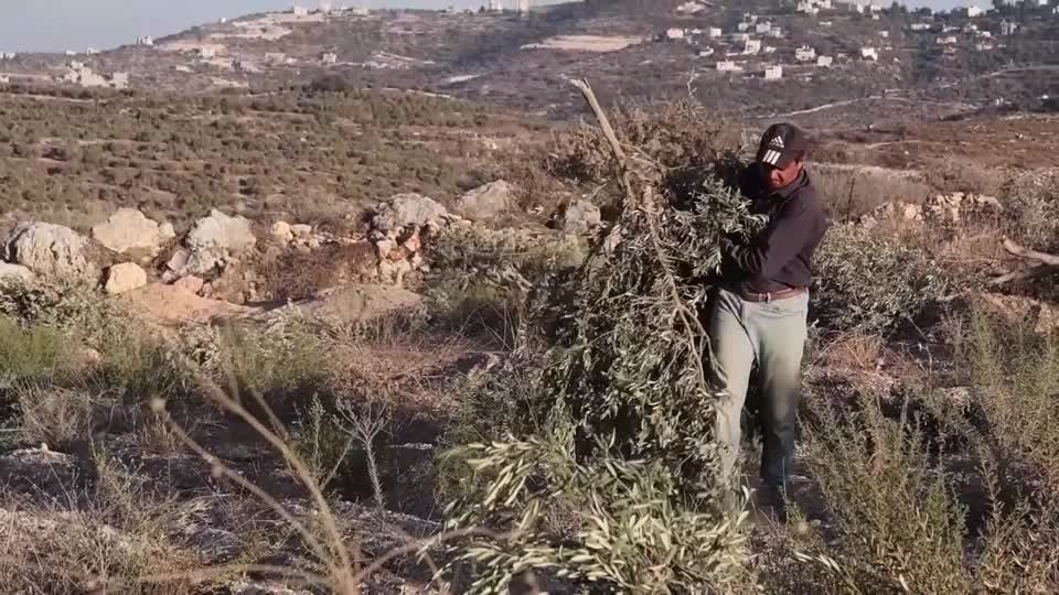 Palestinians try to salvage olive trees uprooted by Israeli troops ...