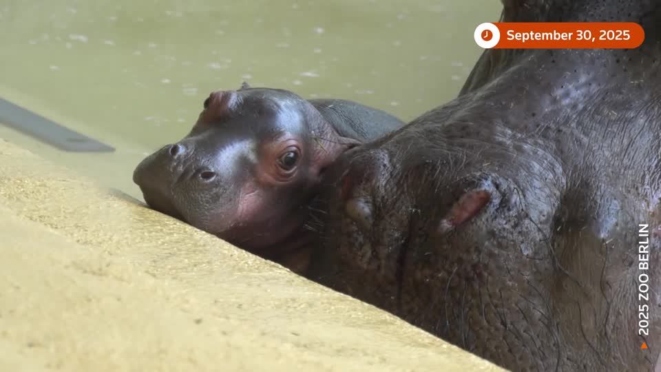 Baby hippo born at Berlin Zoo | ロイター