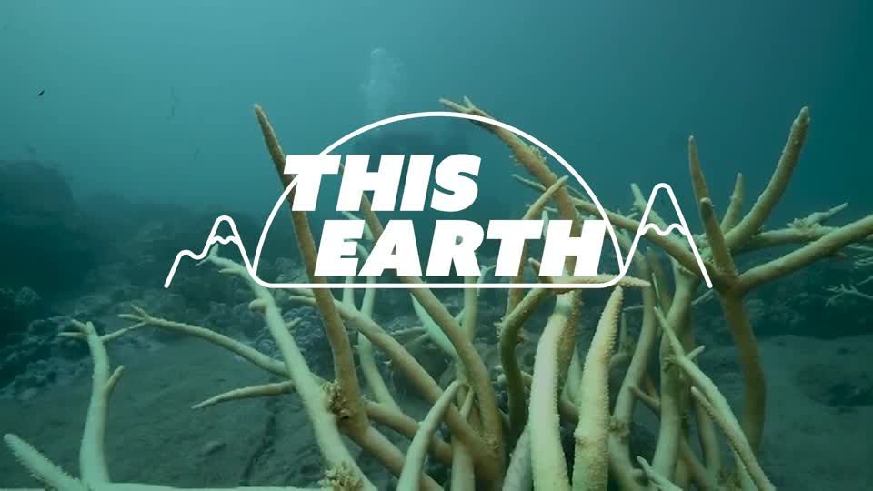 Coral reef bleaching at tipping point due to global warming | Reuters