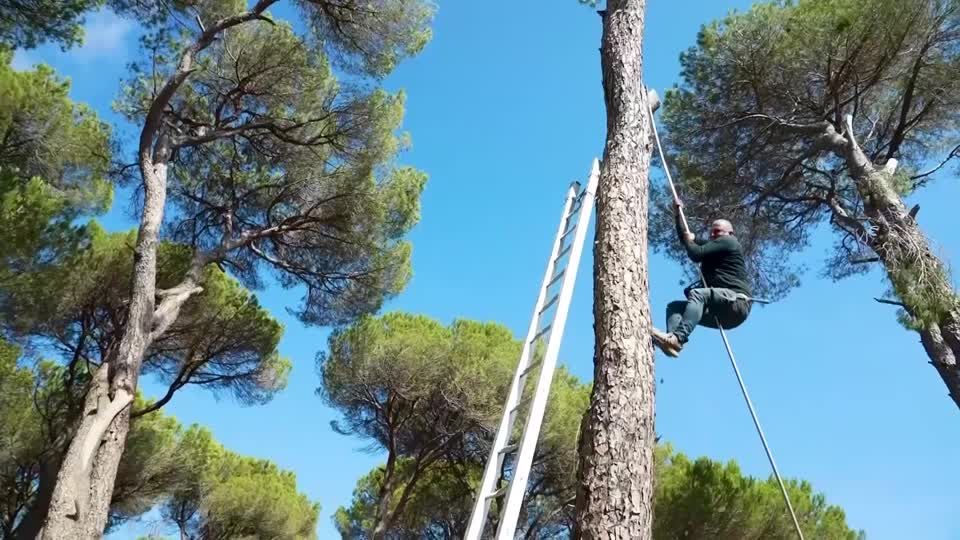 Lebanon's historic pines are dying, one cone at a time | Reuters