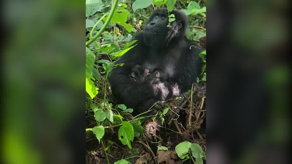 Endangered mountain gorilla gives birth to twins in Congo | Reuters