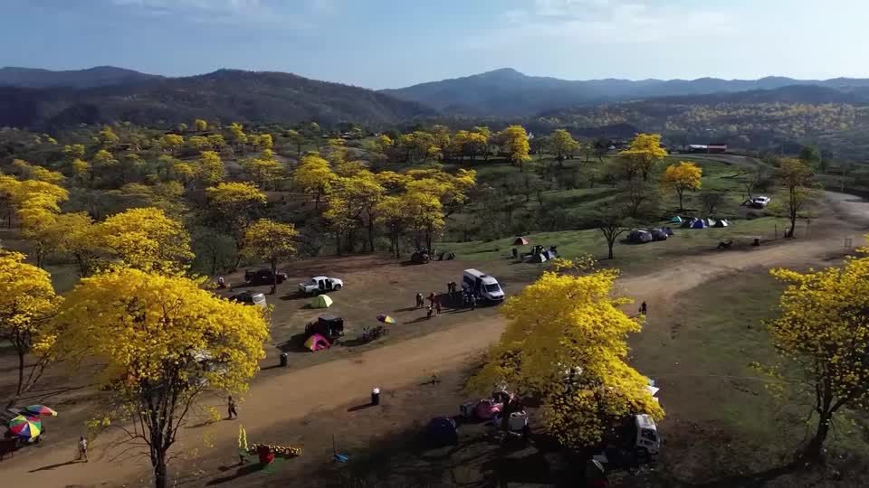 Guayacan trees transform southern Ecuador into yellow landscape | Reuters