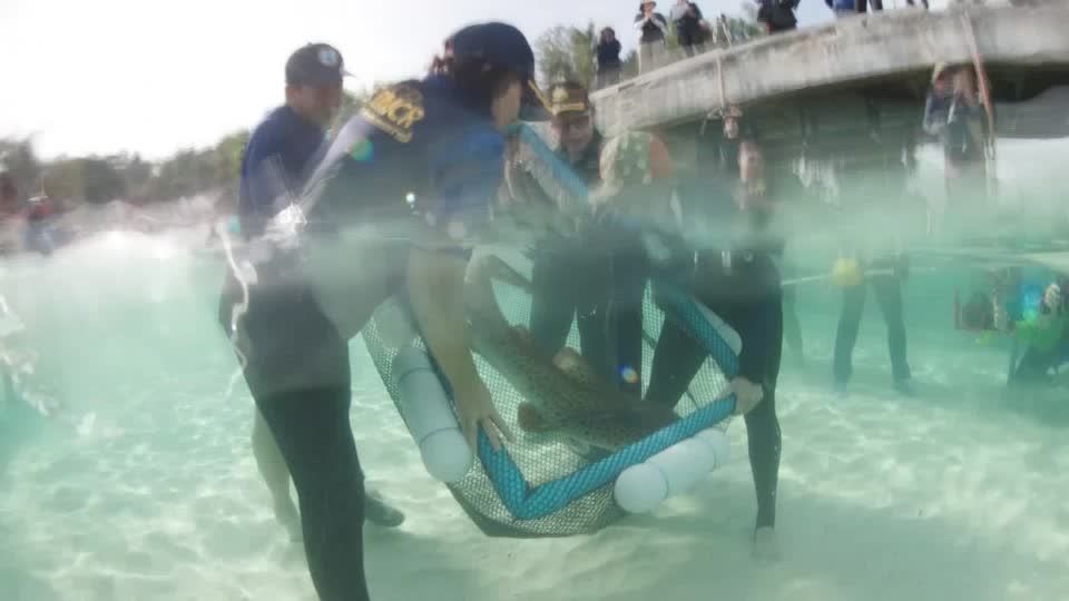 Thailand releases bred leopard sharks to boost wild population | Reuters