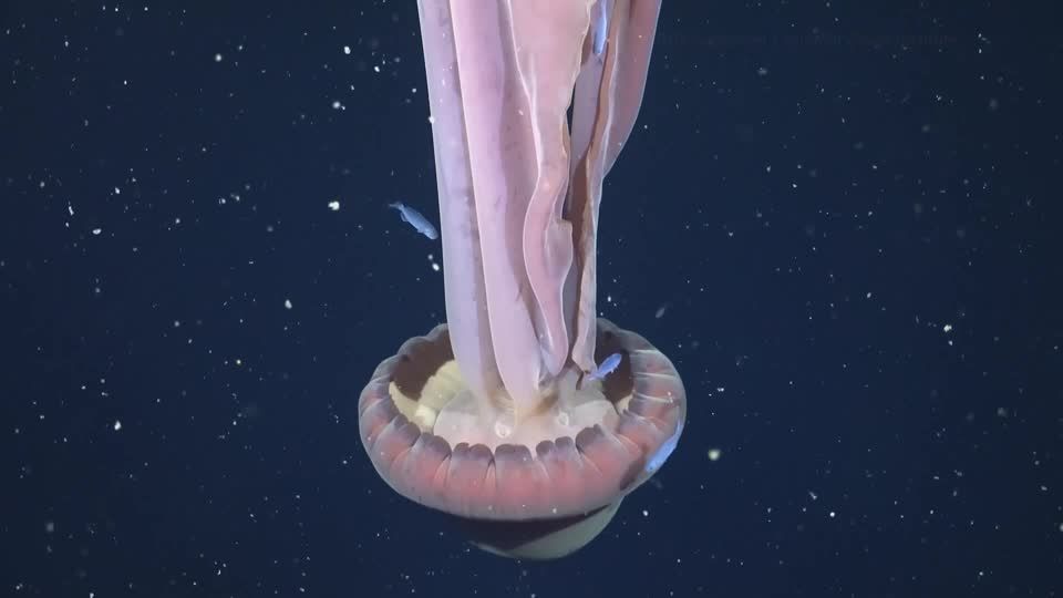Rare phantom jellyfish spotted in Argentina’s deep sea | Reuters