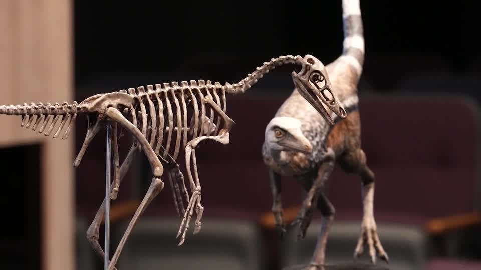 'Fabulous' fossil of crow-sized dinosaur discovered in Patagonia | Reuters