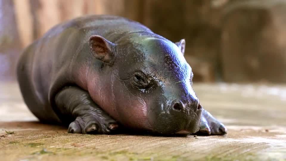 Arizona zoo welcomes new pygmy hippo sensation 'Jellybean' | Reuters
