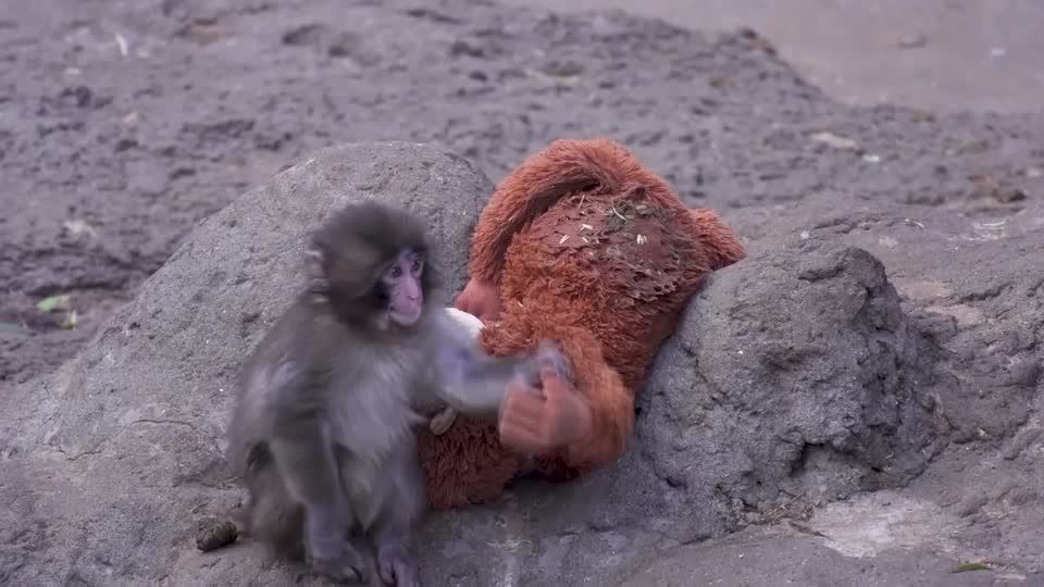 While 'Punch' wins hearts, culls are the reality for Japan's monkeys | ロイター