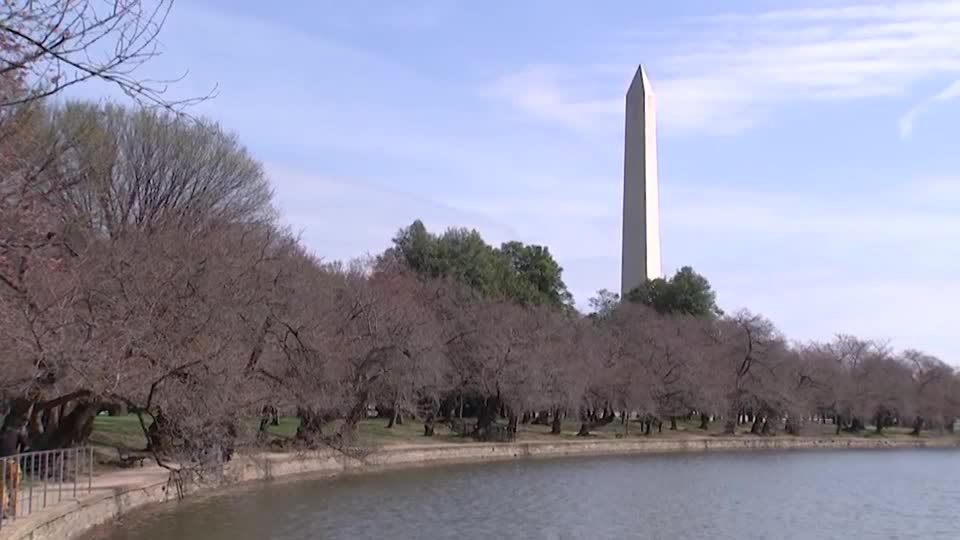 D.C. cherry blossoms near bloom as Japan gifts 250 more trees | Reuters