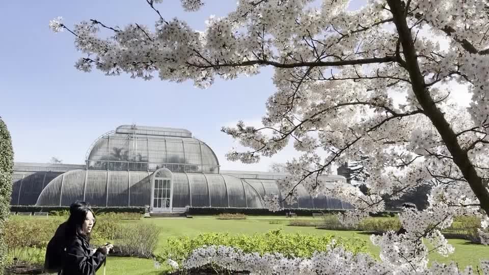 Cherry blossoms draw visitors to London's Kew Gardens | Reuters