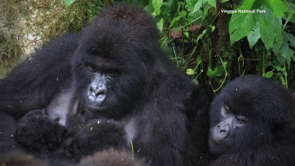 Congo park welcomes second set of 'extremely rare' gorilla twins | Reuters