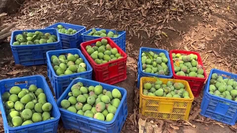 India’s prized Alphonso mango crop ruined by heat as El Nino looms ...