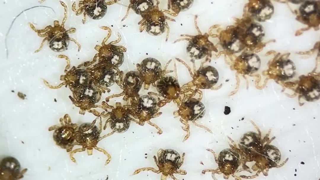 Nantucket tick-borne illness cases rise as deer population grows | Reuters